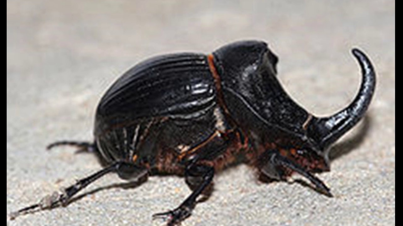 Cucarrones - YouTube