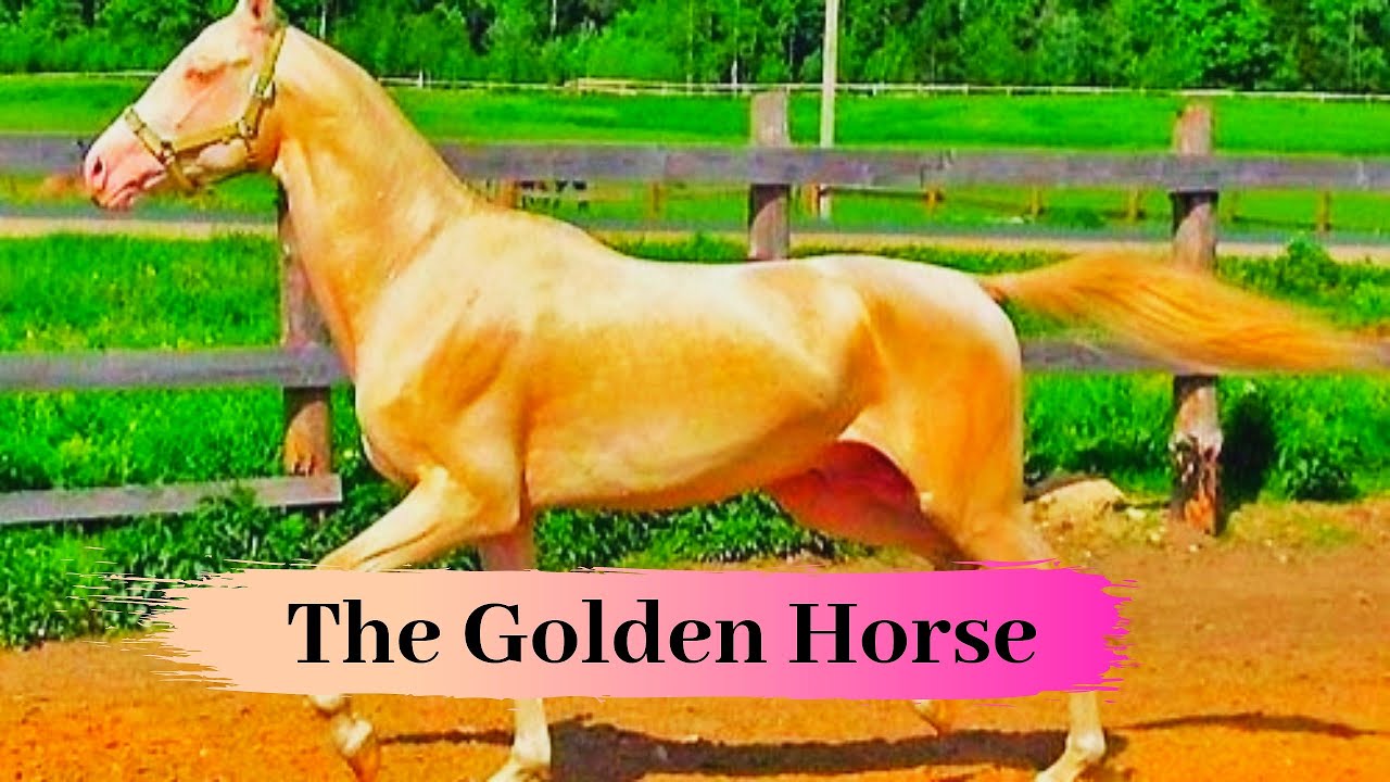 Golden Horse | Akele Teke | The most beautiful horse on earth • Cost ...