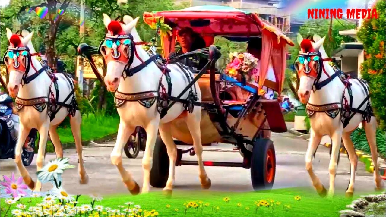 Kuda | kuda putih | horse | kuda Delman | Naik delman kuda putih - YouTube