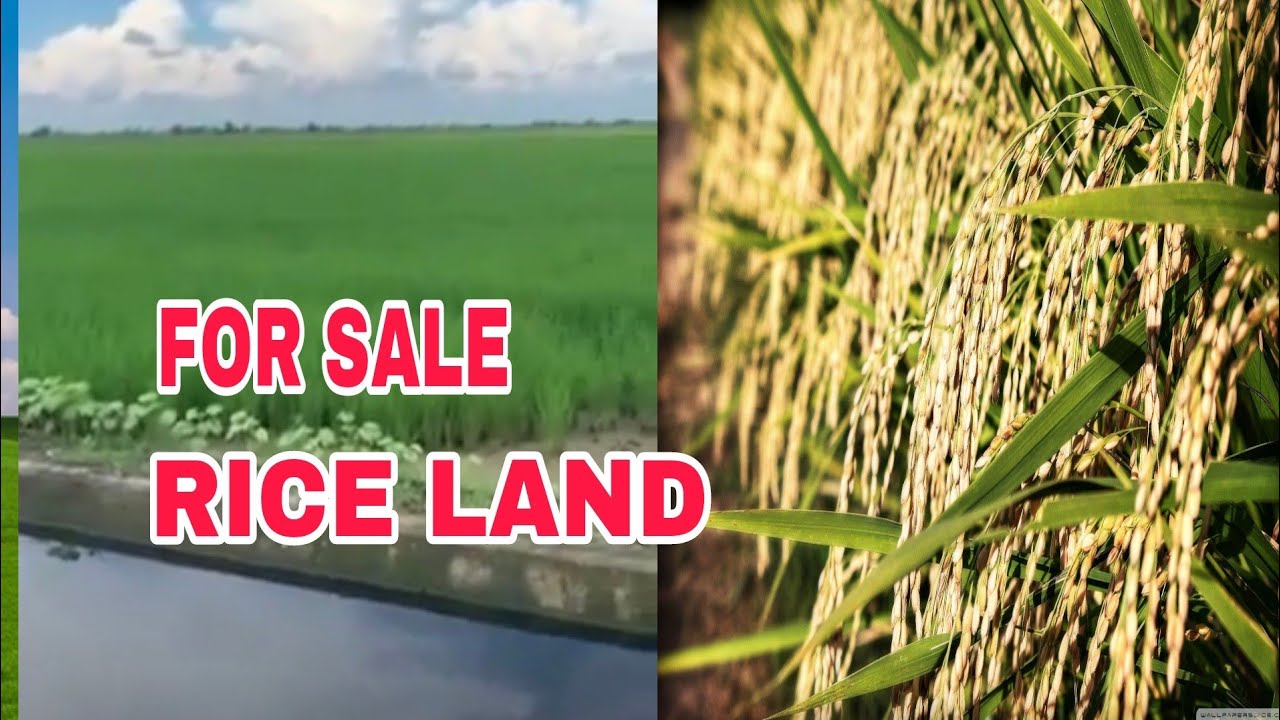 #817 FIRST CLASS RICE LAND #AGRICULTURE #FARMING - YouTube