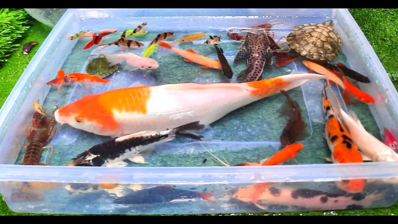 Unboxing Ikan Koi Jumbo Warna Warni,ikan Cupang,Ikan Lele,Ikan Komet,Ikan Koki,Kura Kura Brazil ...