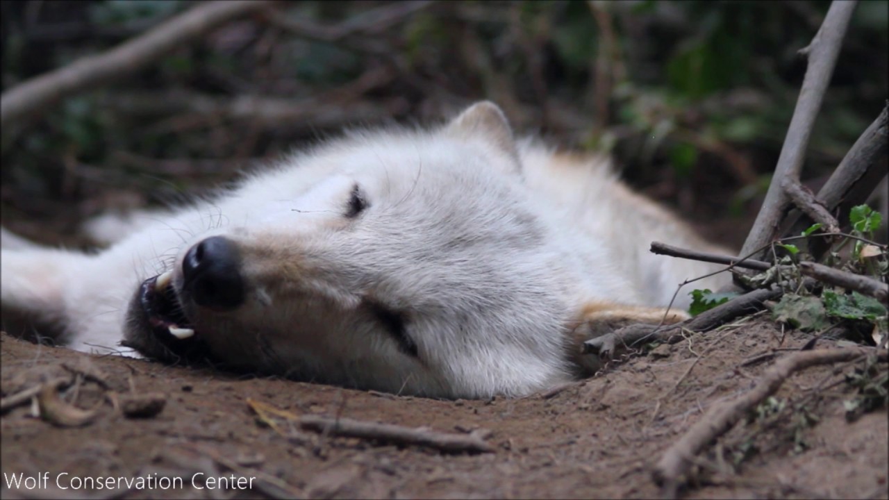 Laziest Wolf Howls (part 2) - YouTube