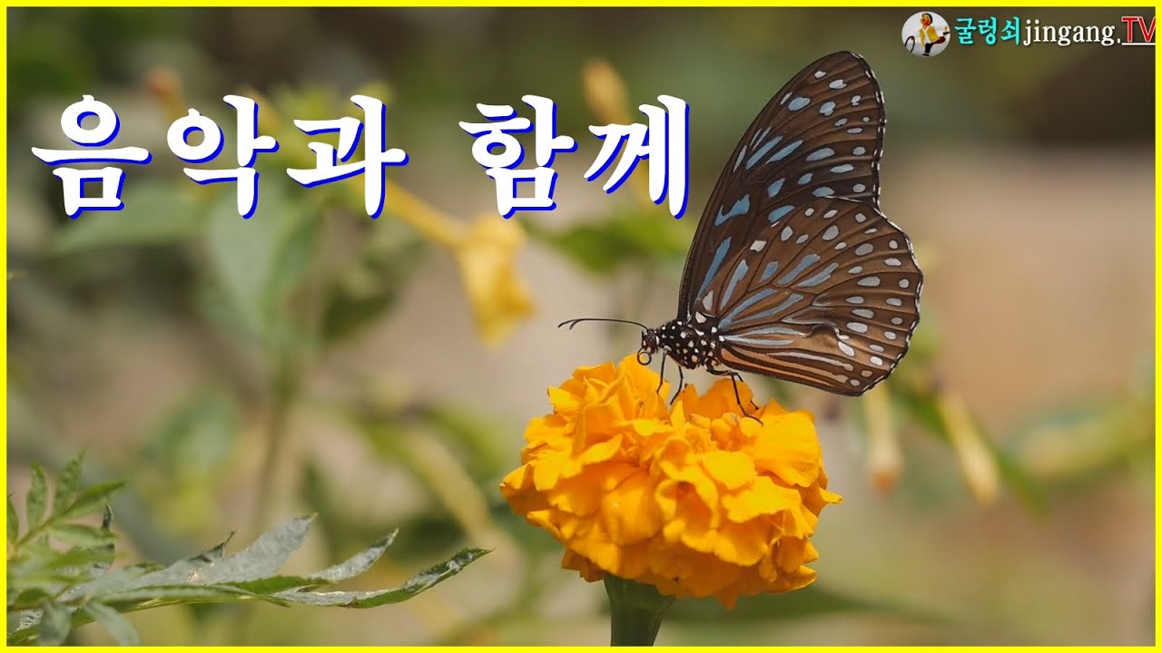 음악과 함께 #벌과나비 #이슬방울 #해바라기 - YouTube
