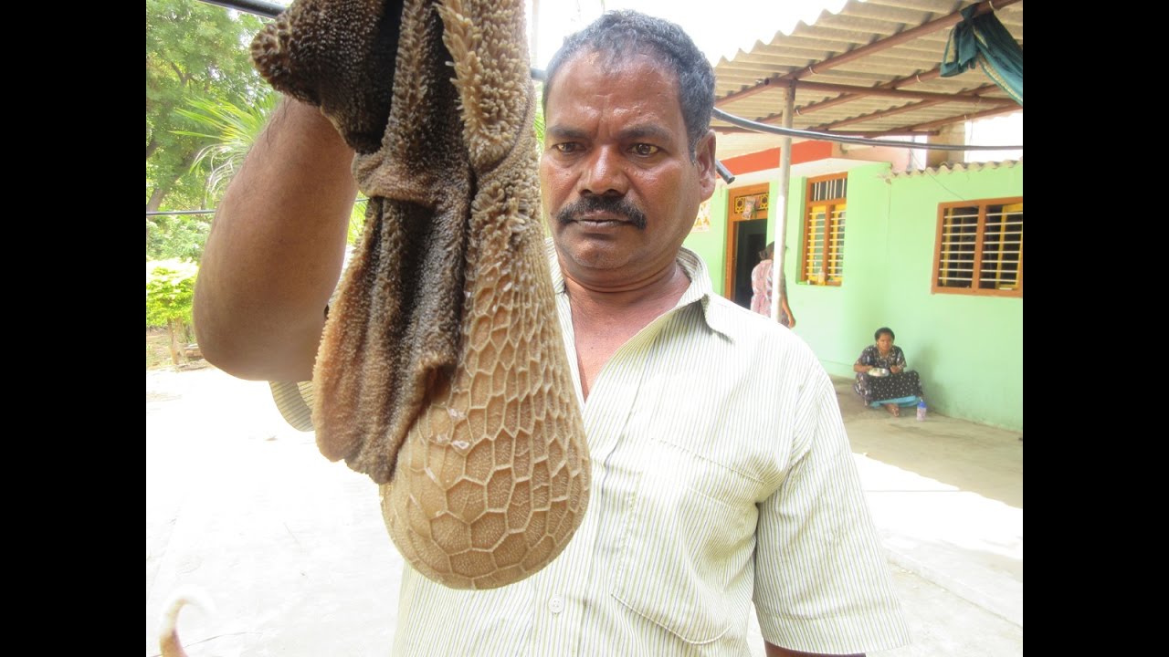 Cooking Goat INTESTINE ( Curry and Fry ) in My Village | Traditional ...