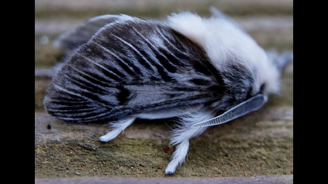 Tineid Moth (Megalopyge krugii) Alevilla Plumilla - YouTube