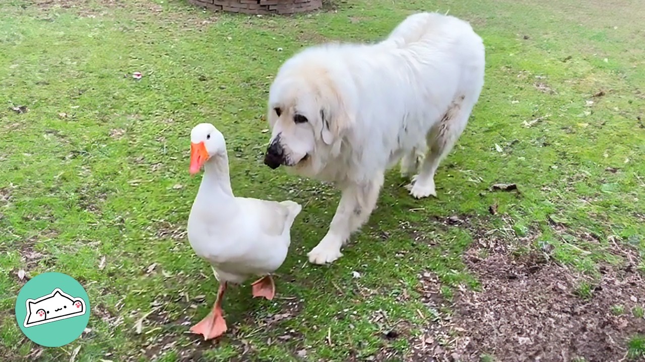 Dog Steals Cat Food For His Goose Friend | Cuddle Buddies - YouTube