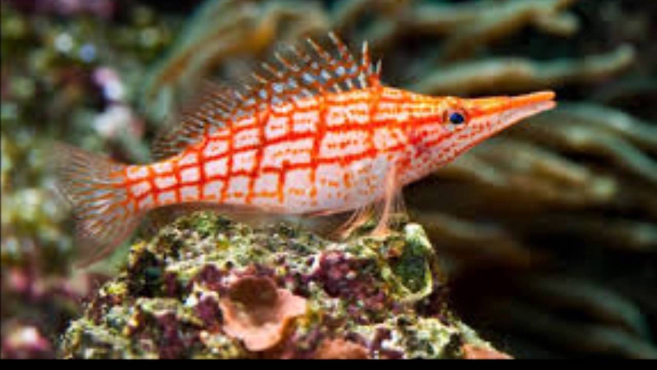 AMAZING FISHES - YouTube