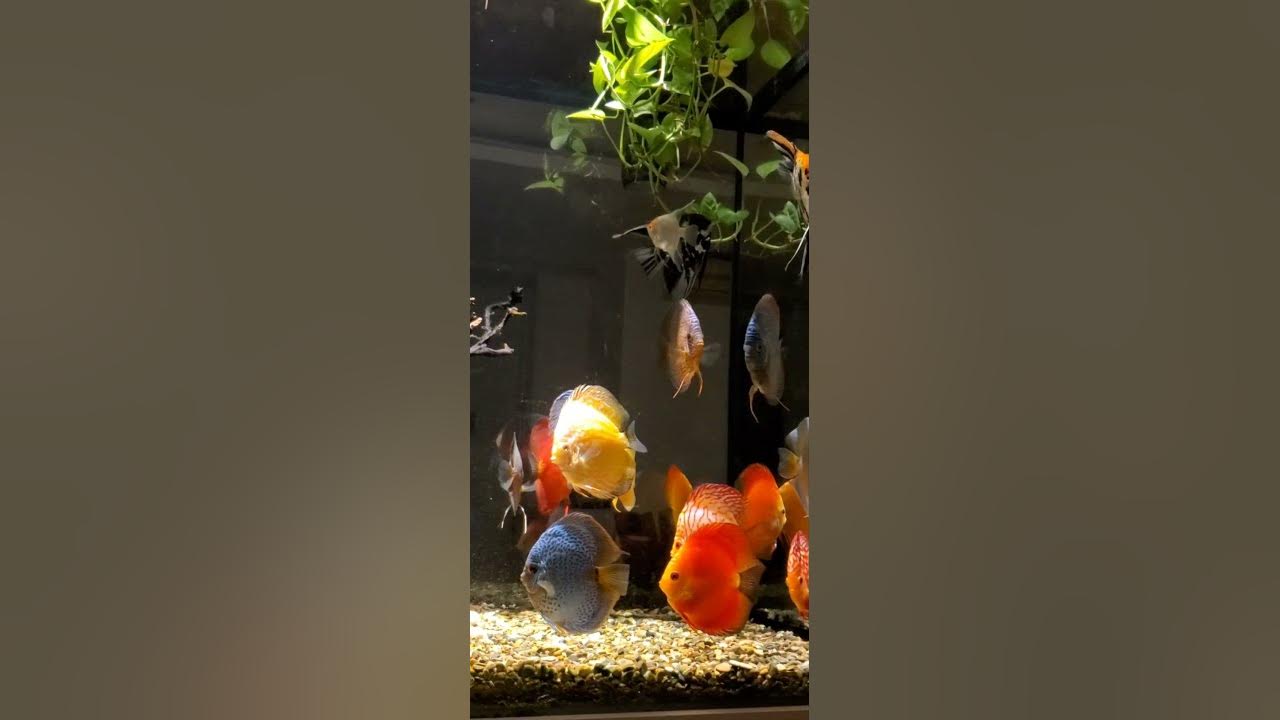 Beautiful Discus Fish Tank/Bể cá Đĩa đẹp nuôi chung cá Thần Tiên/cá Ông Tiên/#Shorts/TungLam ...
