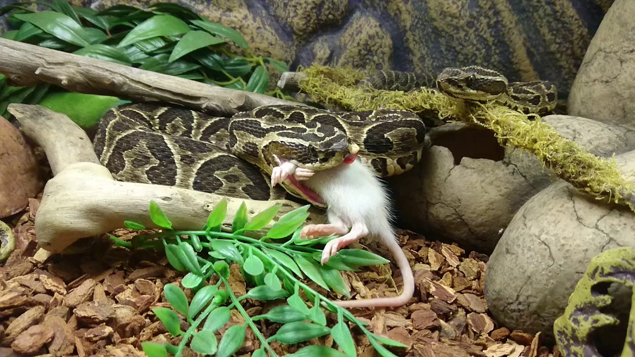 Yarara comiendo rata, víbora de la cruz (bothrops alternatus) - YouTube