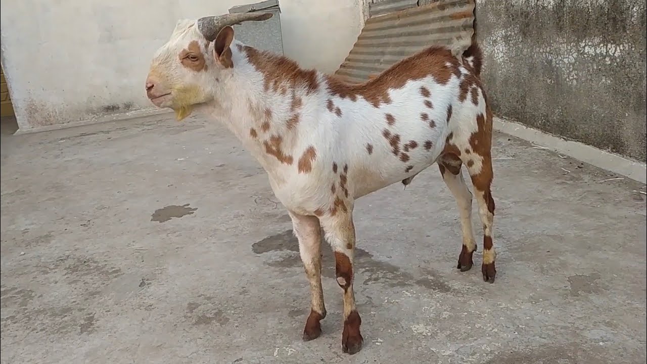 Quality Barbari male at Sillod Maharashtra - YouTube