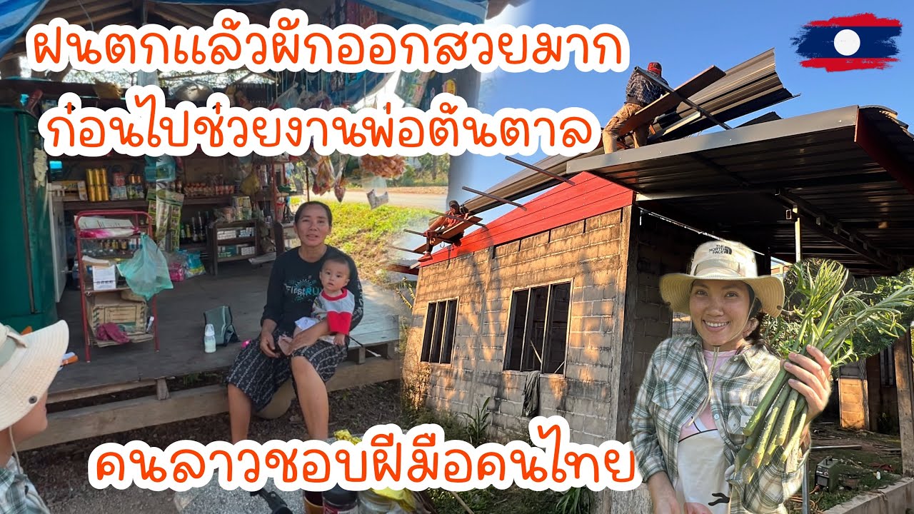 ฝนตกแล้วผักออกสวยมากก่อนไปช่วยงานพ่อต้นตาลคนลาวชอบฝีมือคนไทย|ToiyYoiy ...