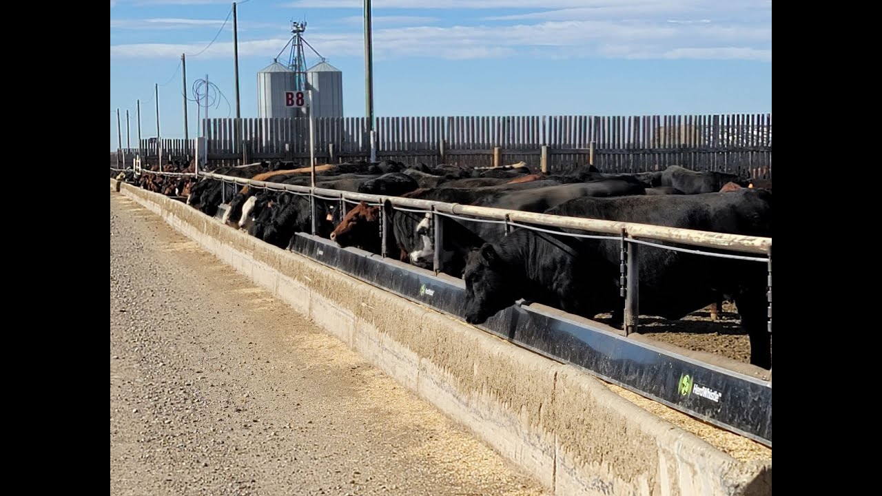 HerdWhistle Feedlot Southern Alberta - YouTube