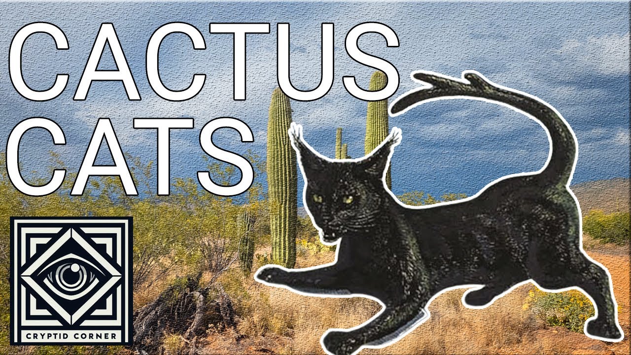 Cactus Cats | Cryptid Cats That Cowboys Feared - YouTube