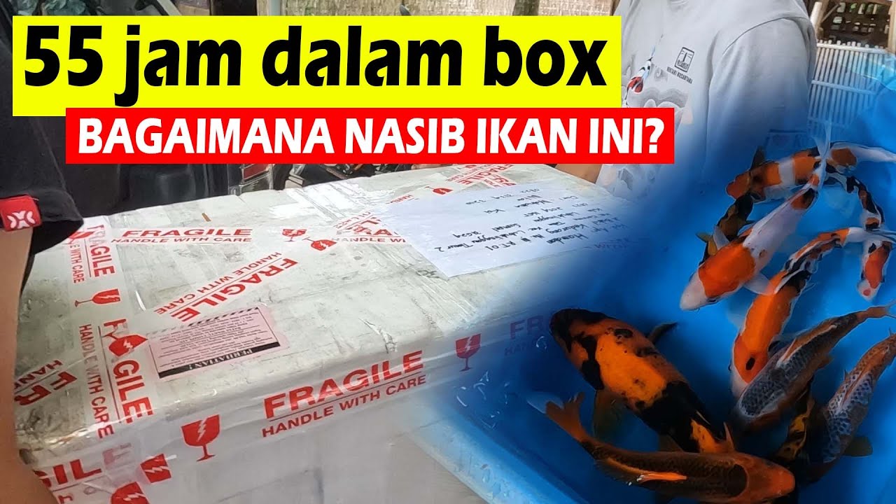 PENGIRIMAN IKAN KOI 55 JAM PERJALANAN APAKAH IKANYA SELAMAT?? - YouTube