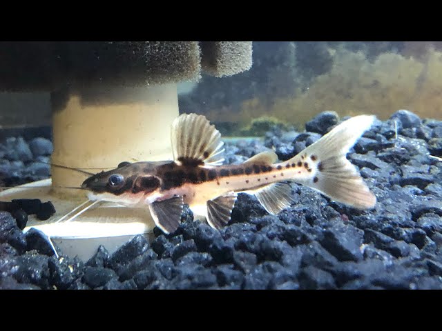 Red Tail Catfish Hybrid