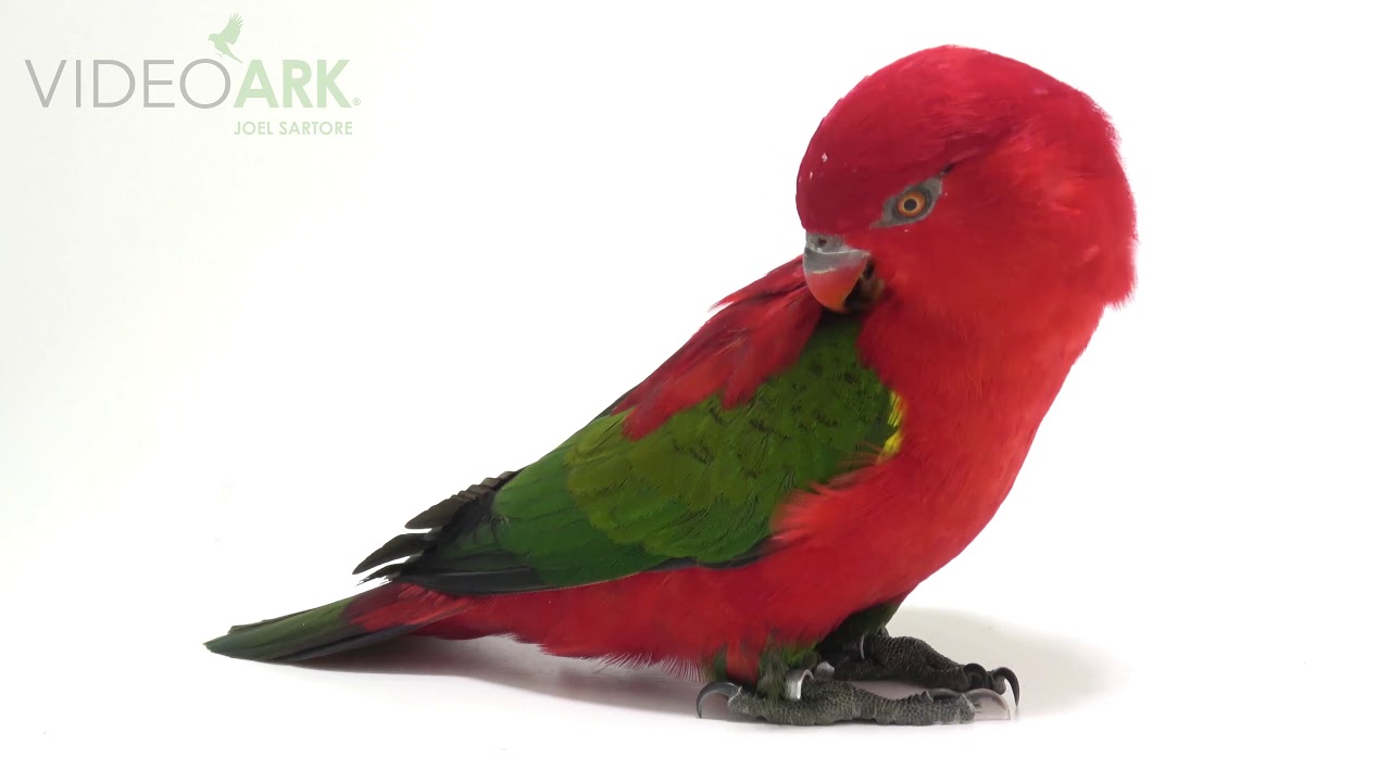 A chattering lory (Lorius garrulus morotaianus) at Loro Parque ...