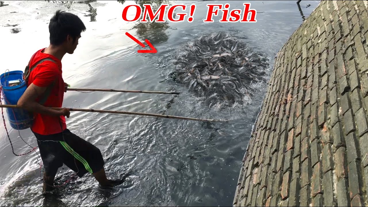 Unbelievable Electronic Fishing in Village Ponds | Catch Flock of ...