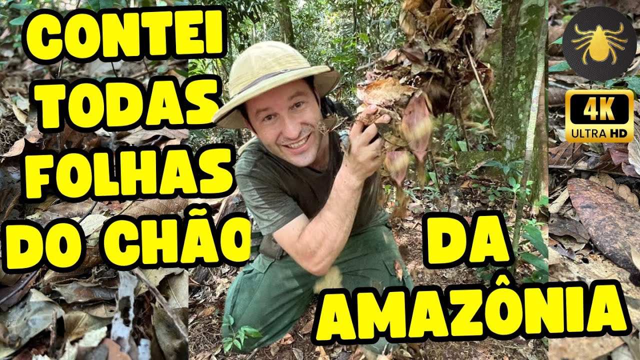 Quantas Folhas Existem no Chão da Amazônia? - YouTube