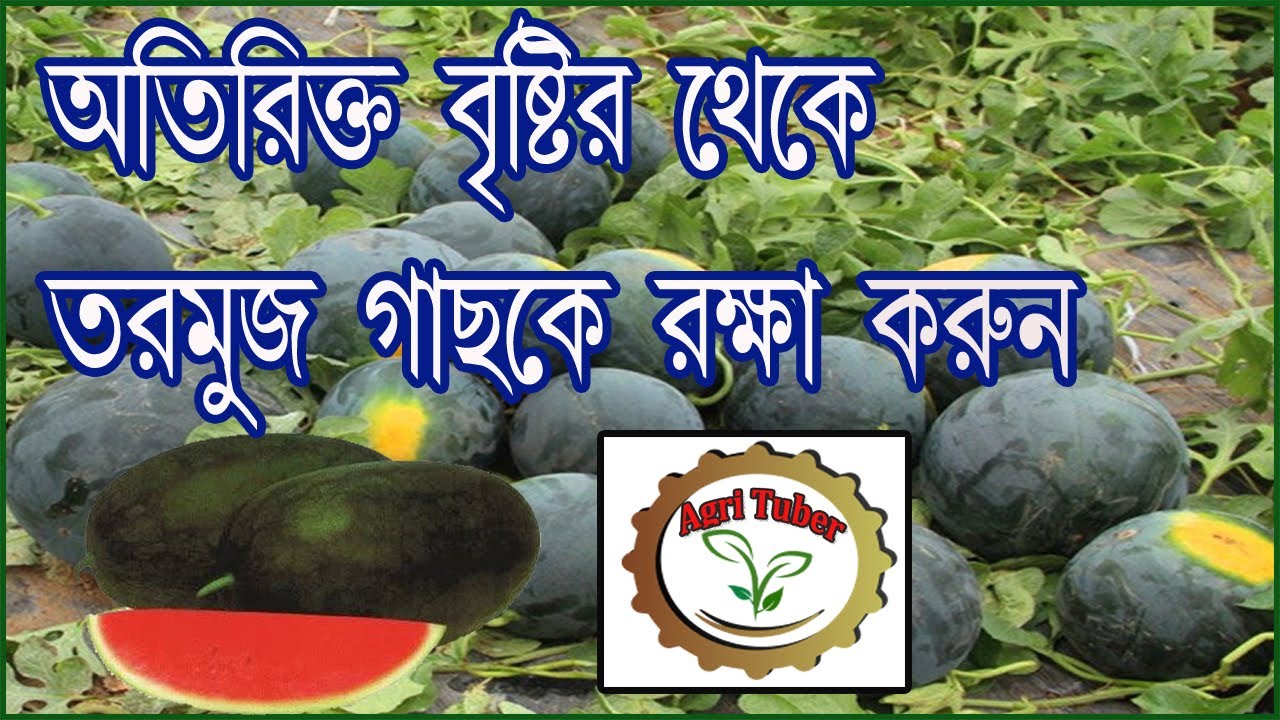 tormuj chas|tormuj gach|watermelon|tormuj chas - YouTube