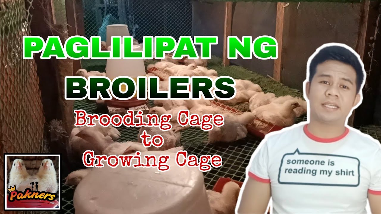 BROODING STAGE TO GROWING STAGE (PAGLILIPAT NG MGA BROILERS SA MAS ...