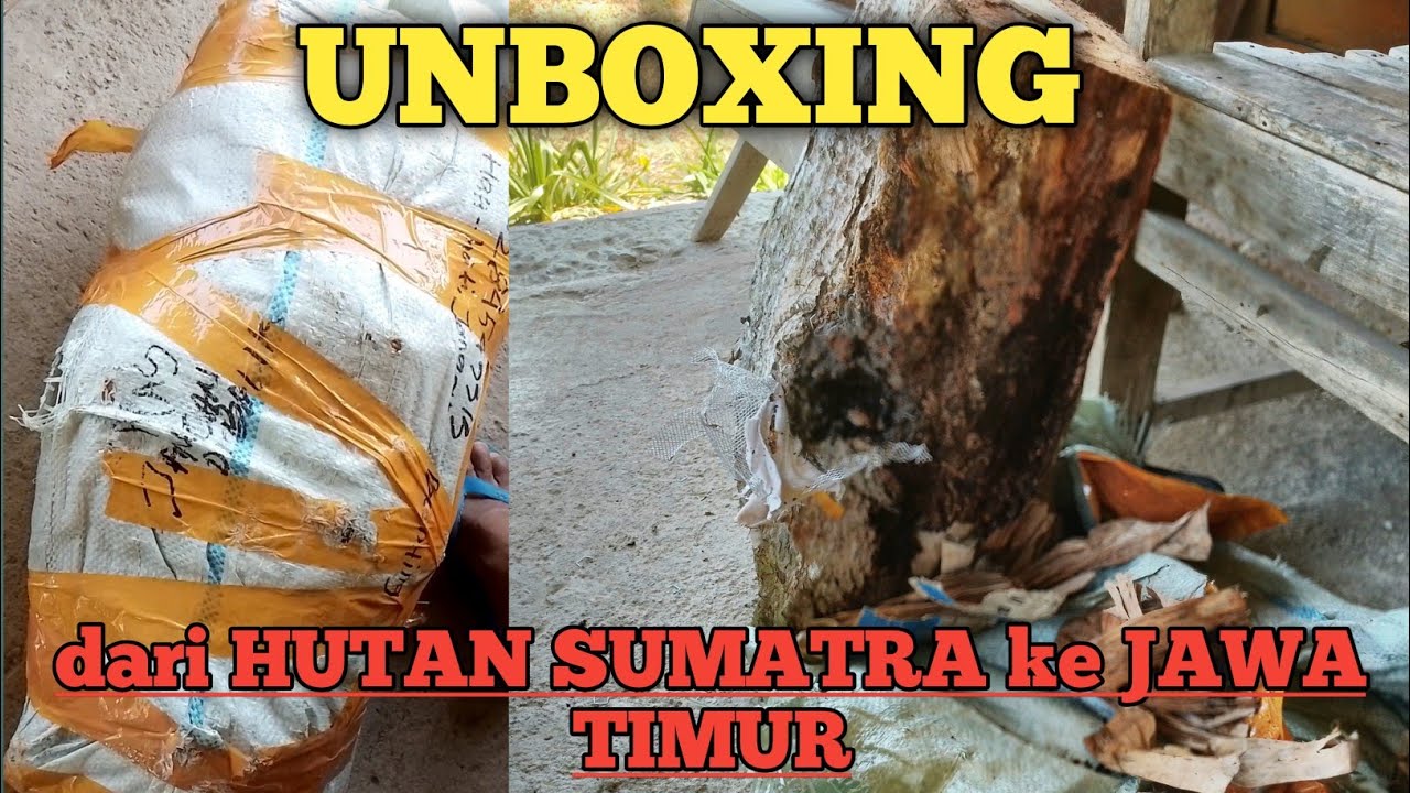 UnBoxing Paketan Log Ori Trigona Itama Dari Sumatera ke Jawa Timur ...
