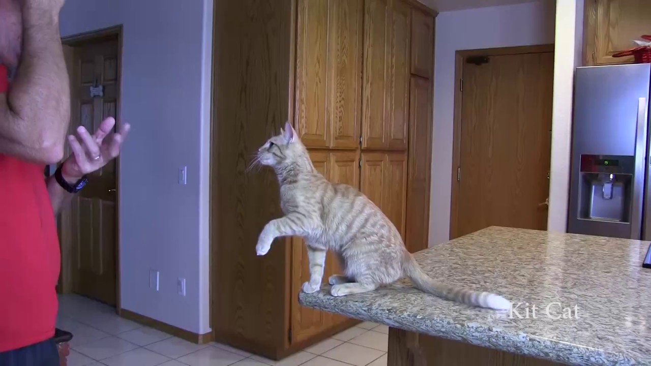 Kit Cat 3 mos training - YouTube