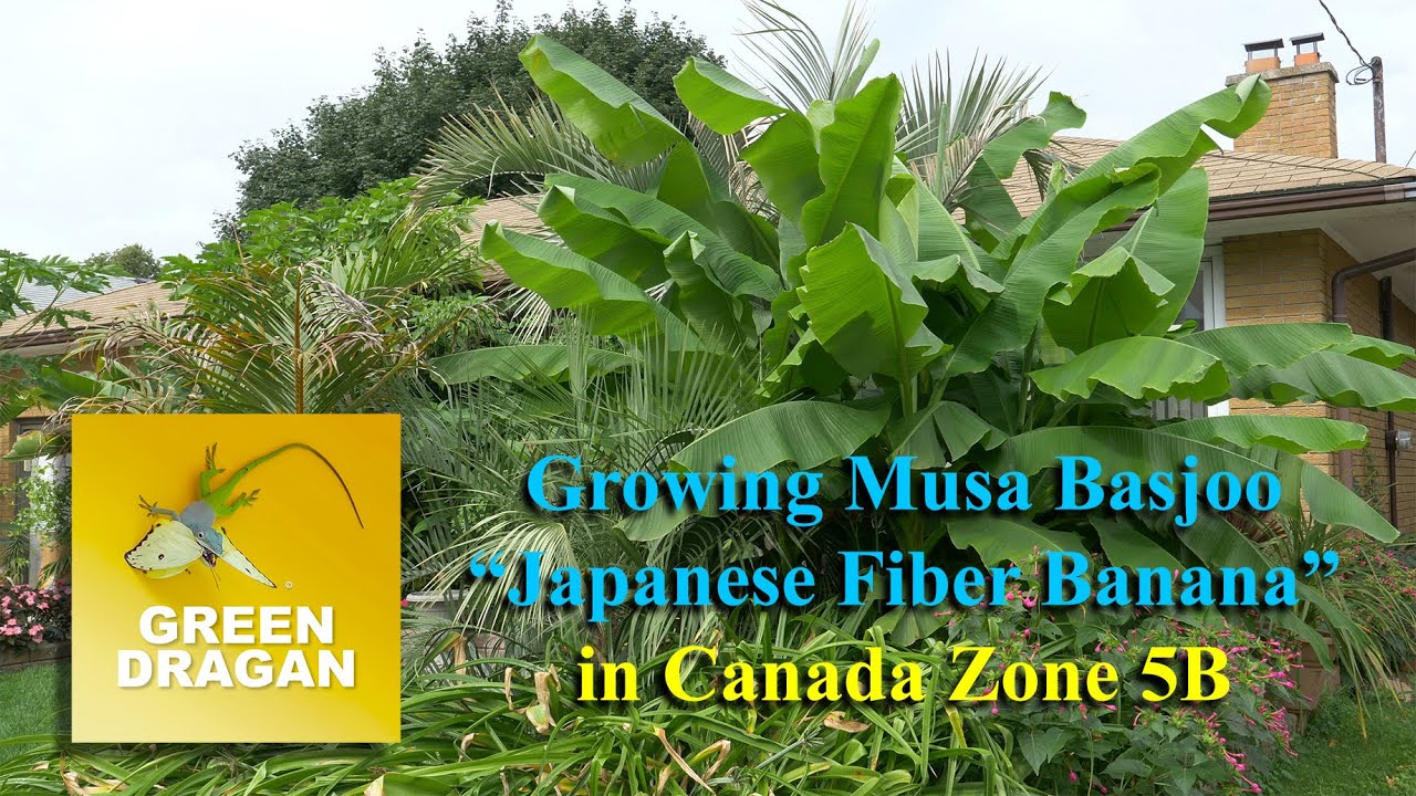 Musa Basjoo Zone 5B in 4K - YouTube