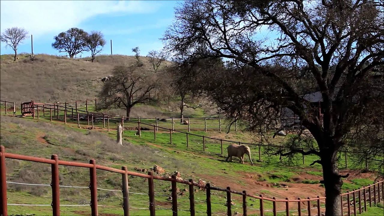 African Elephants: PAWS Open House - YouTube