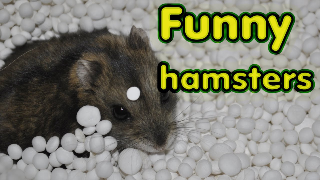 FUNNY EXPERIMENT WITH HAMSTER - YouTube