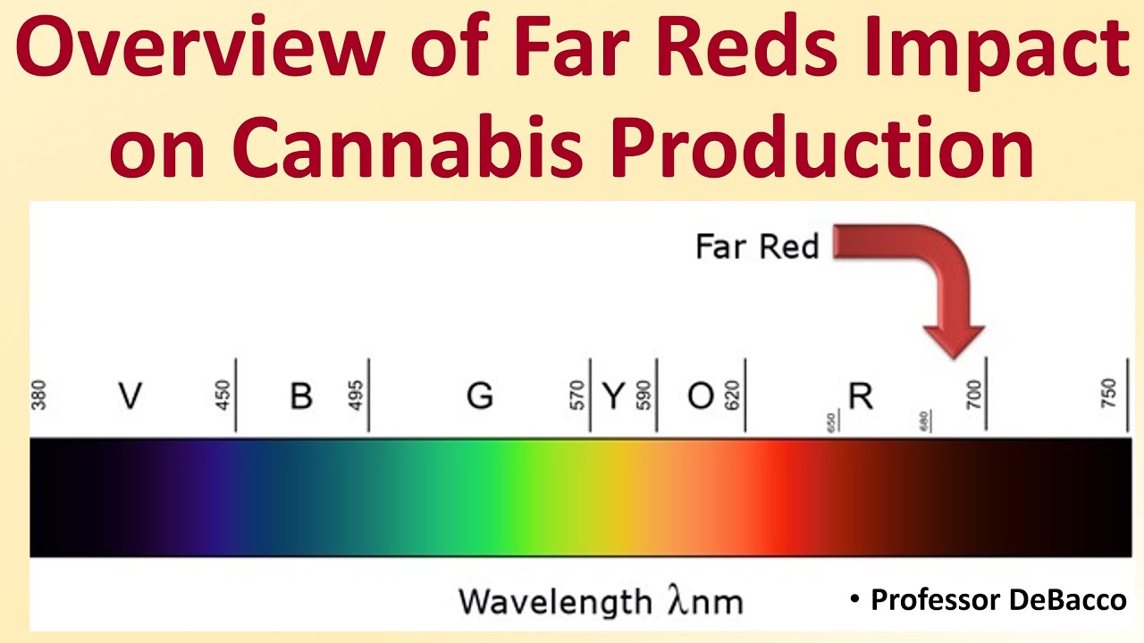 Overview of Far Reds Impact on Cannabis Production - YouTube