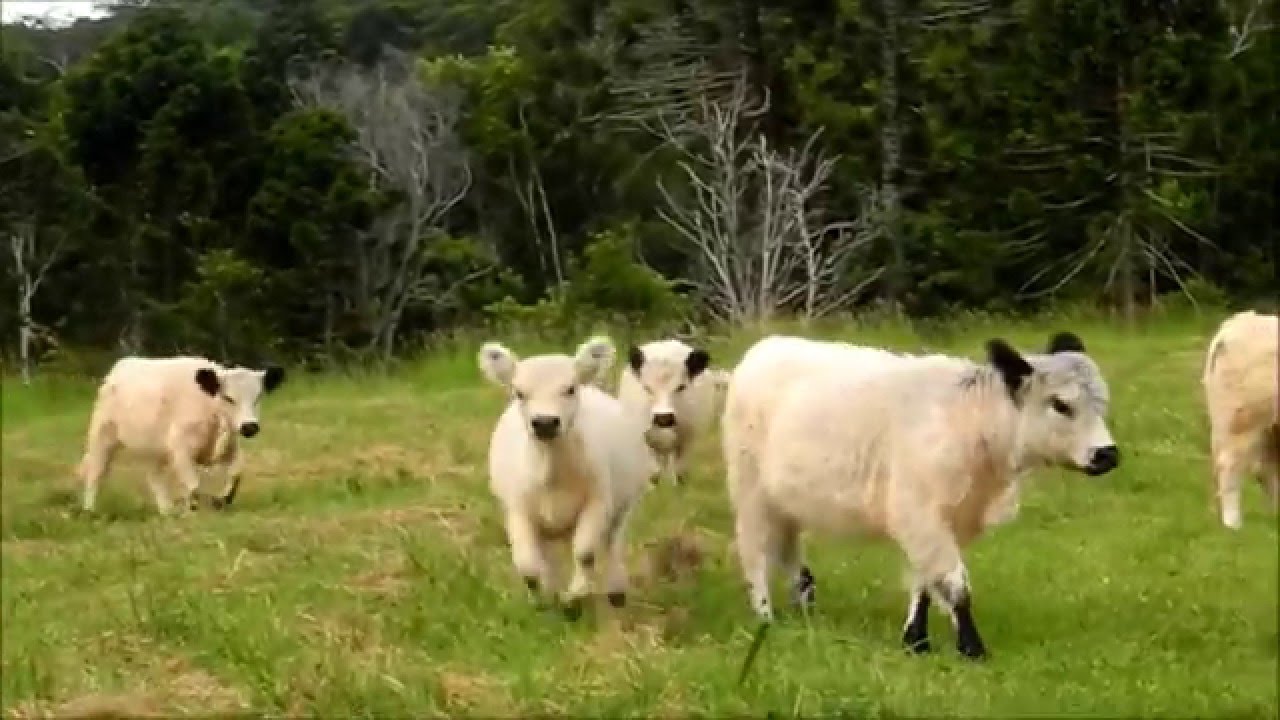 One Year Old Heifers - Miniature Cattle White Galloway - YouTube