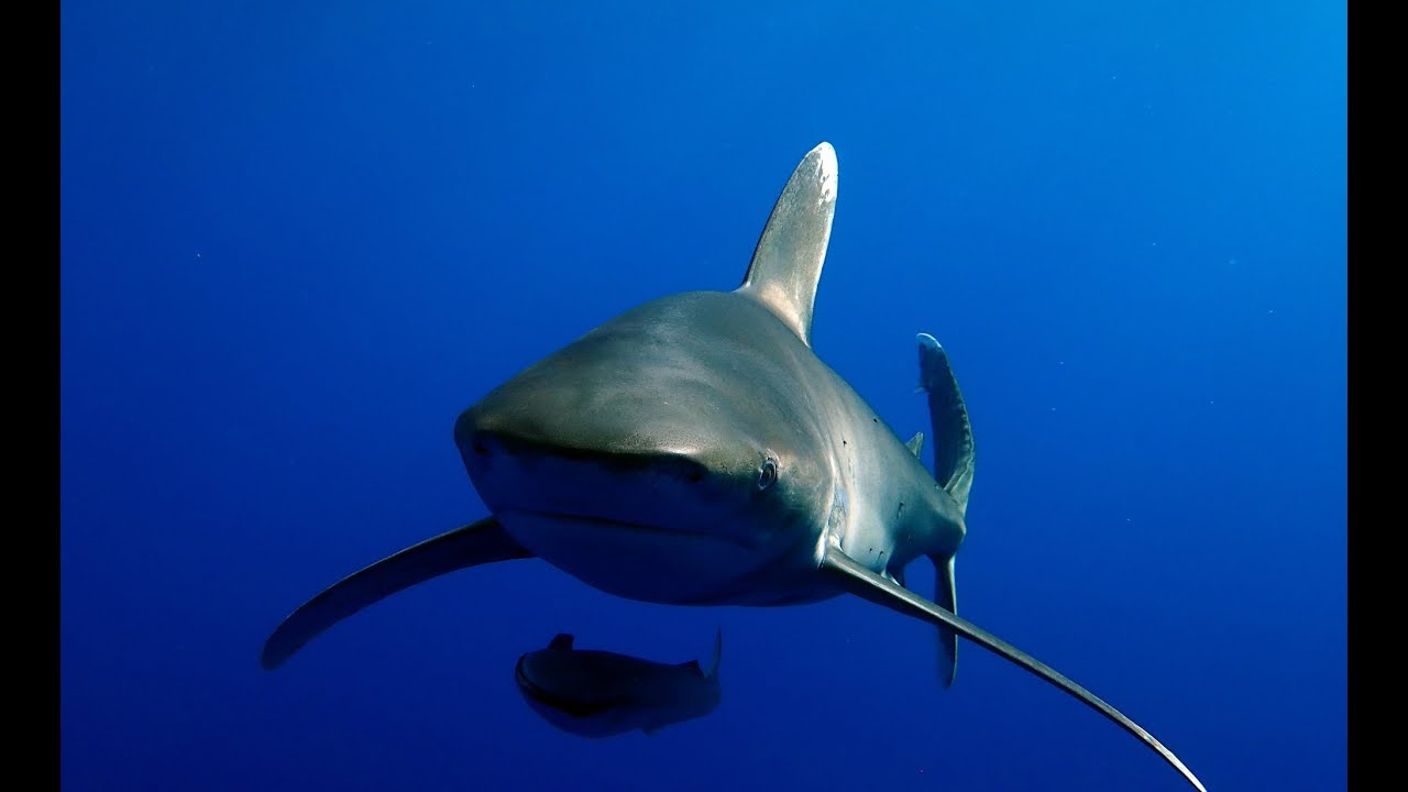 Mer Rouge Elphinstone les Requins longimanes - YouTube