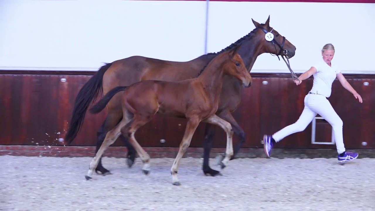 12 IMPRESSIVE VDL X INDOCTRO - YouTube