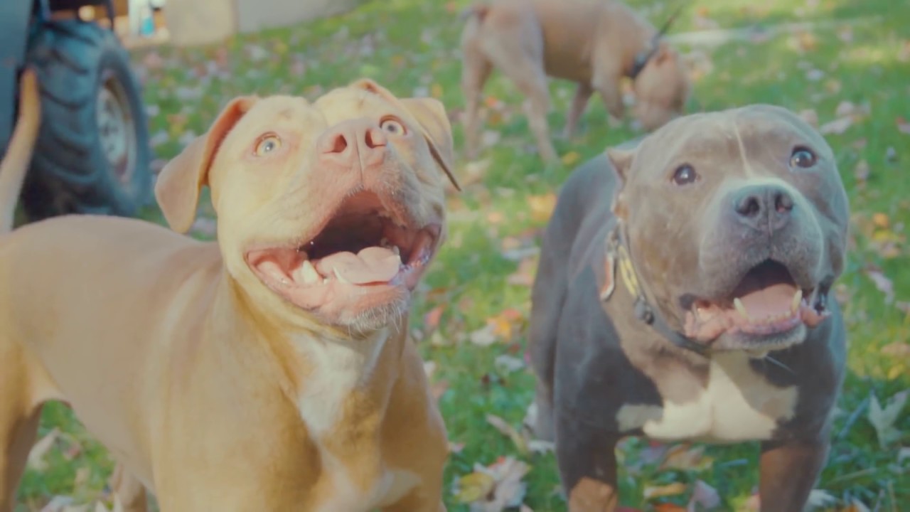 3 Pit Bulls playing in the Leaves - YouTube