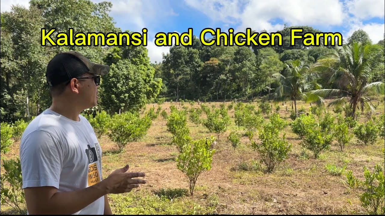 POSSIBLE KAYA, KALAMANSI FARM NA MAY FREE RANGE CHICKEN FARM? - YouTube