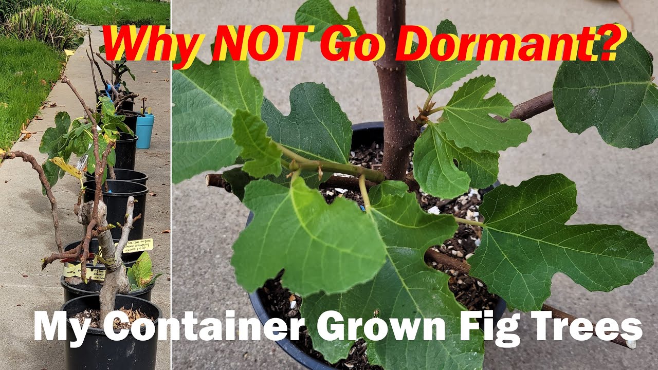 Do My Container Grown Fig Trees Really Go Dormant overwinter in SoCal ...