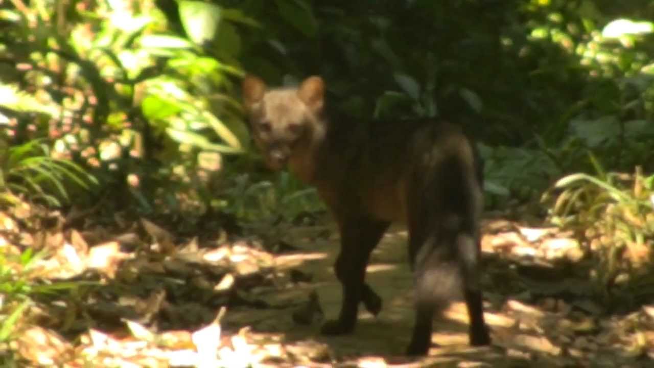 RARE WILDLIFE CAUGHT ON CAMERA - The Short Eared Fox, by Paul Rosolie ...
