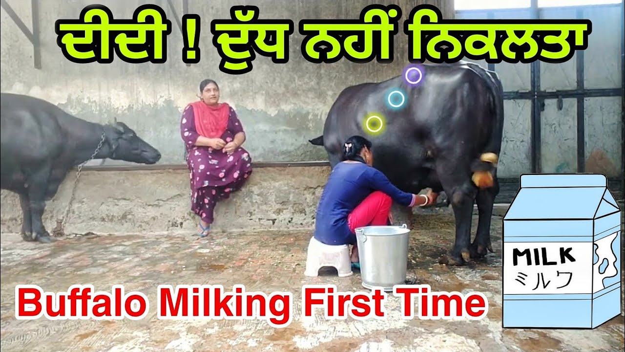 buffalo Milking by hand ਪਹਿਲੀ ਵਾਰ ਦੁੱਧ ਨਿਕਾਲਾ ਦੀਦੀ ਦੁੱਧ ਨਹੀਂ ਨਿਕਲਤਾ ...