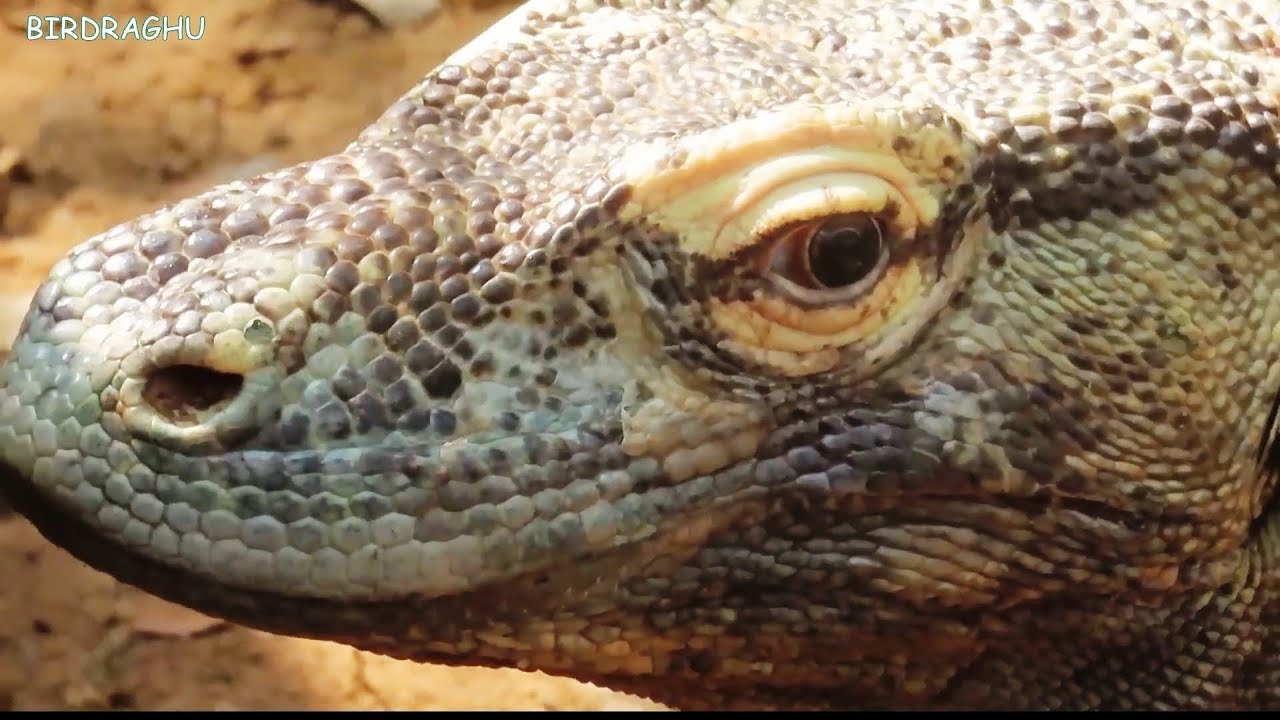 Monitor Monitors- Komodo and few other Dragons - YouTube