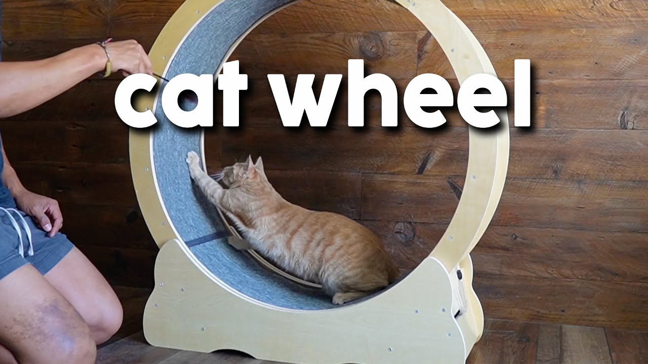 Testing Out The Vector Cat Excercise Wheel - YouTube