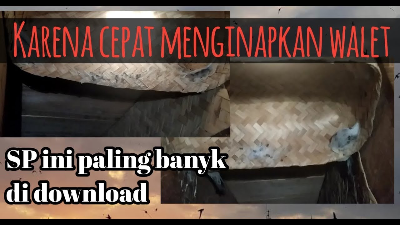 SP Terbaik Burung Walet yang Paling Banyak di Download - YouTube