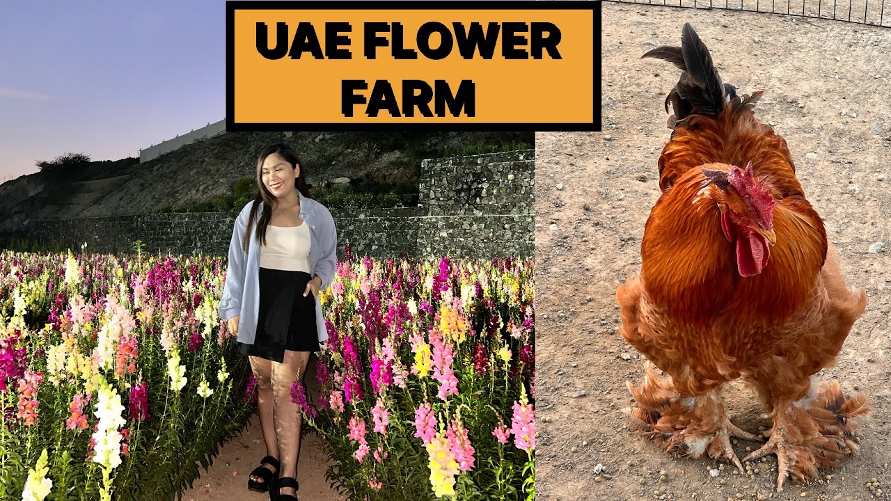 UAE Flower Farm | St. Anthony Church RAK | Cheezy Grill Cafe Sharjah ...