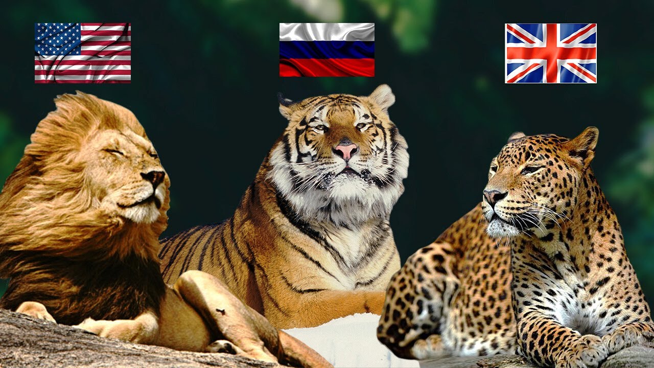 If Countries were Animal (India, Japan, China) - YouTube