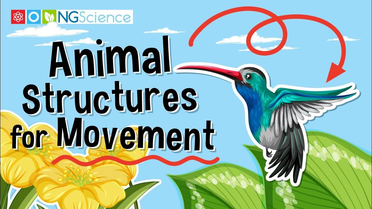 Animal Structures for Movement - YouTube