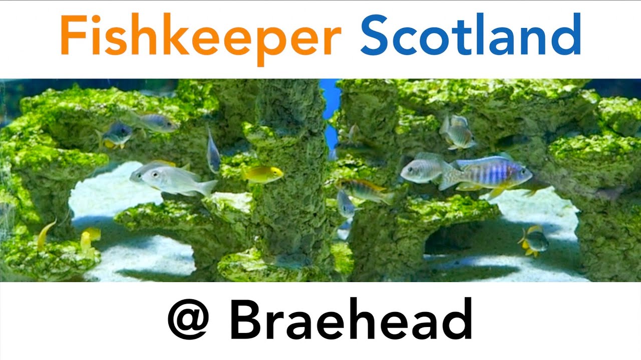 Fishkeeper Scotland @ Braehead - YouTube