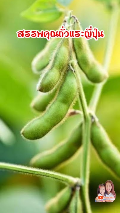 คุณรู้ไหมว่าถั่วแระญี่ปุ่นคือถั่วอะไร#สรรพคุณถั่วแระญี่ปุ่น#ถั่วแระ ...