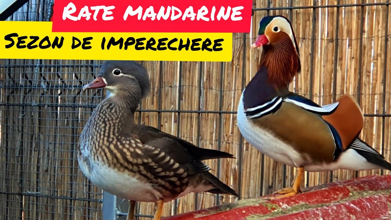 Rate exotice in plin sezon de imperechere - Modele cuiburi - YouTube