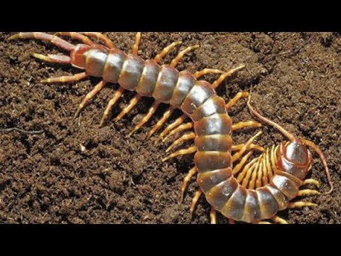 “Giant Venomous Centipede in Full View 😱 | Watch Before It Strikes! # ...