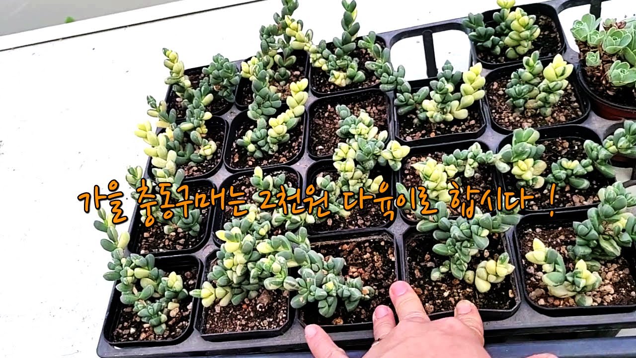 때보다육 2천원 다육이 이게 2천원이라구요 상시할인 듣템다육이 다육식물 Succulent 多肉植物 국민다육 미니벨금 벽어언금 미니고사옹 바위솔