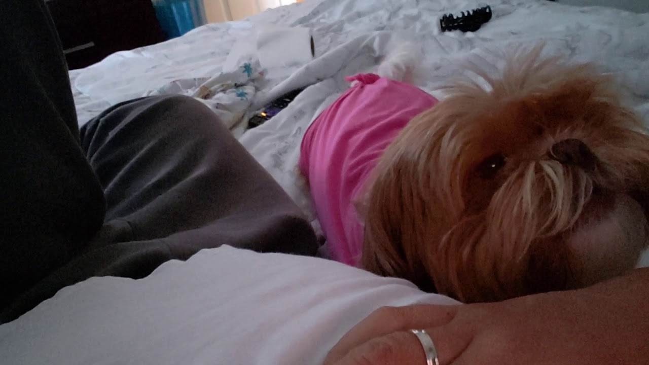 Chachi can't bark - YouTube